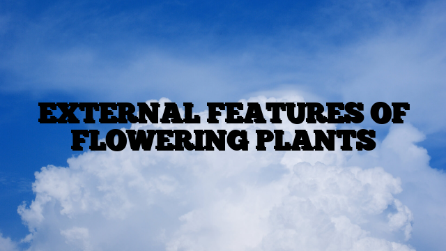 EXTERNAL FEATURES OF FLOWERING PLANTS | Austin Tommy